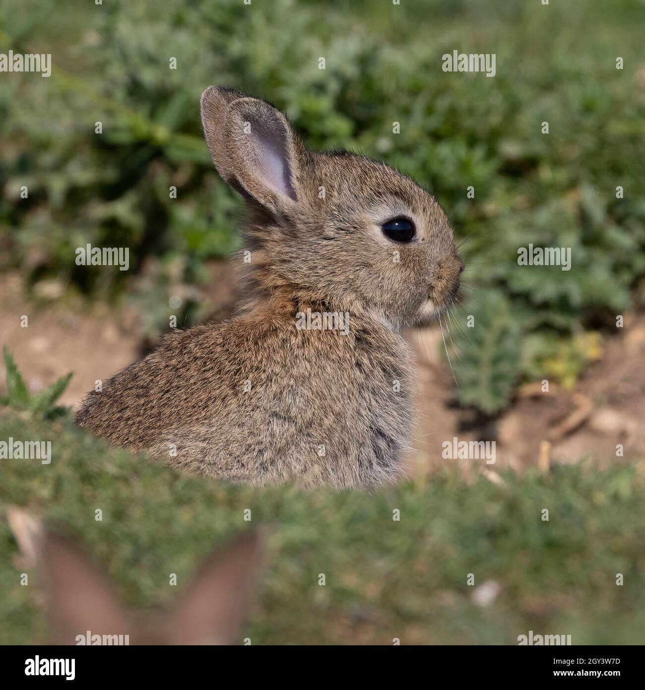 European rabbit, Common rabbit, Bunny, Oryctolagus cuniculus sitting on ...