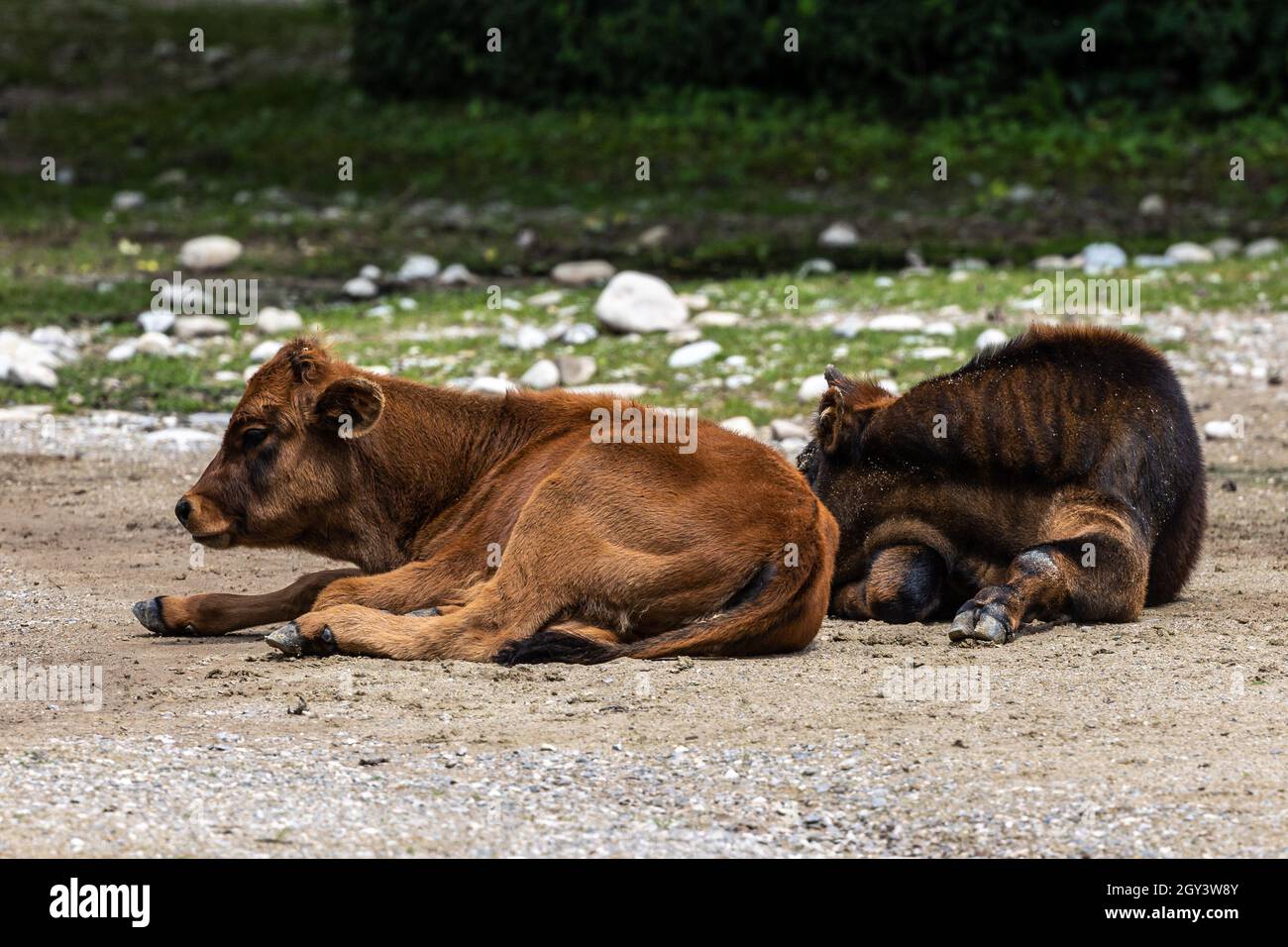 Young baby Heck cattle, Bos primigenius taurus, claimed to resemble the ...