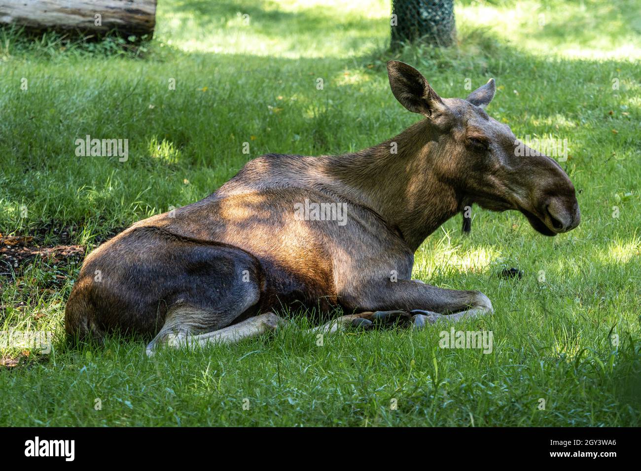 European Moose, Alces alces, also known as the elk. Wild life animal ...