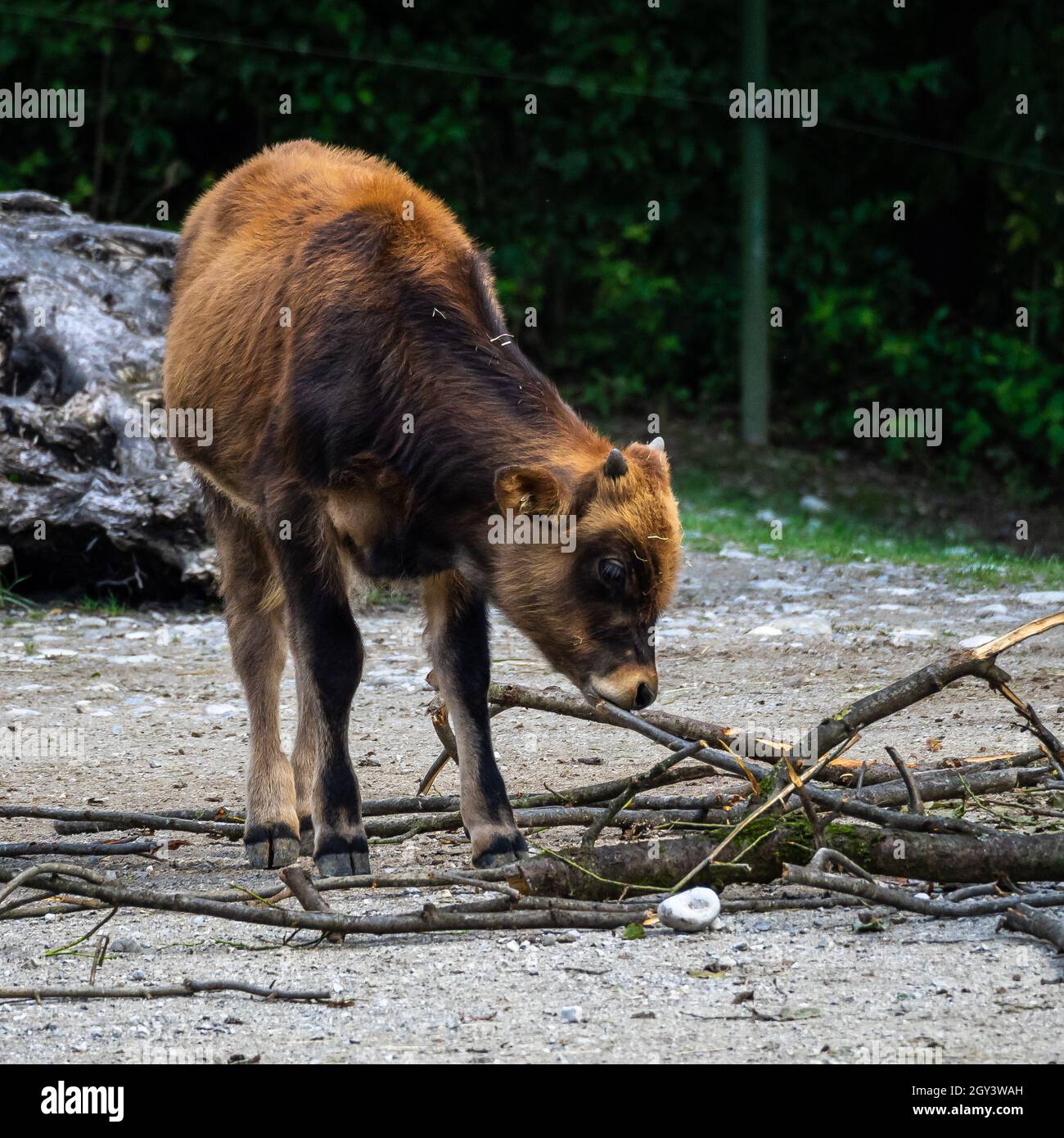 Heck cattle, Bos primigenius taurus, claimed to resemble the extinct ...