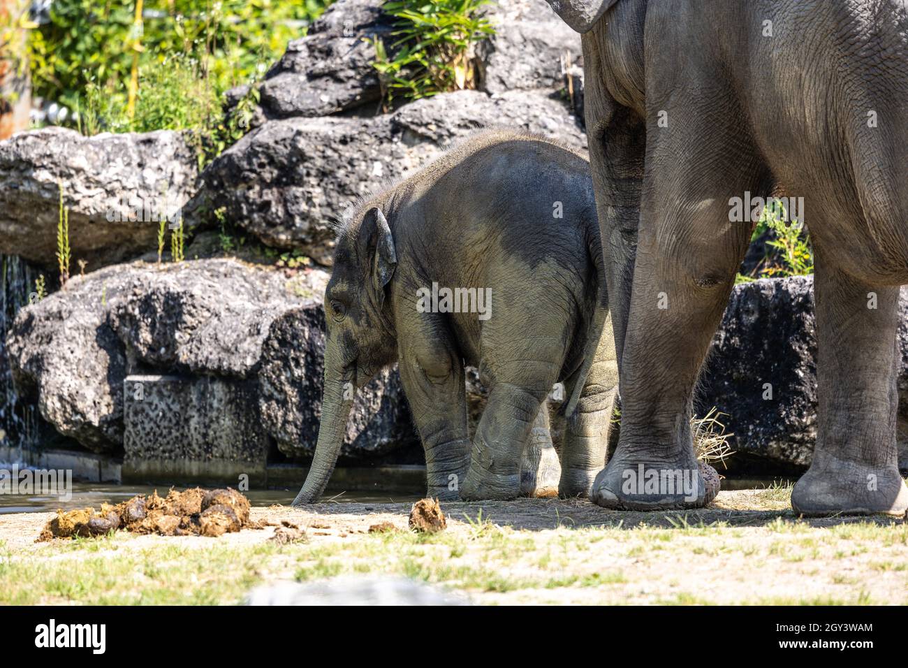 The Asian elephant, Elephas maximus also called Asiatic elephant, is ...