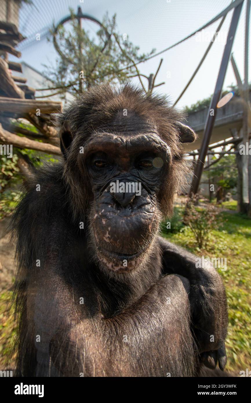 Old Monkey looking in your eye Stock Photo - Alamy