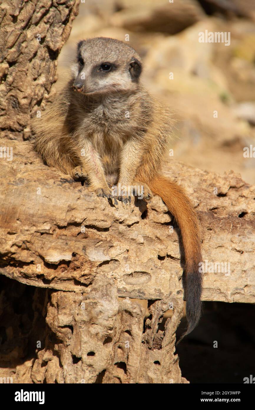 sitting meerkat wild anima Stock Photo - Alamy