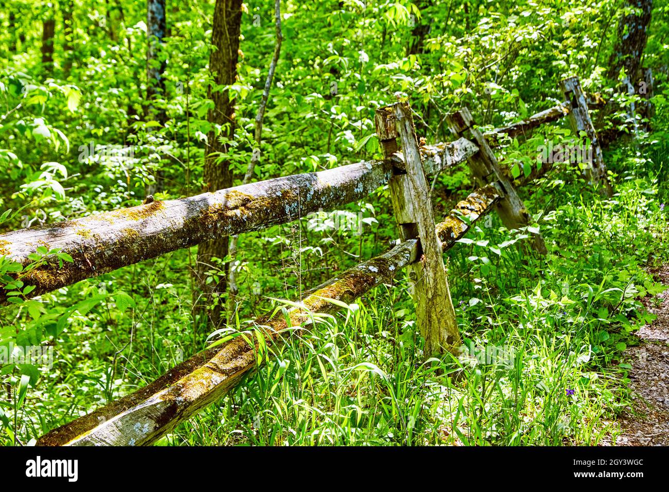 Wood fence with moss next to forest Stock Photo - Alamy