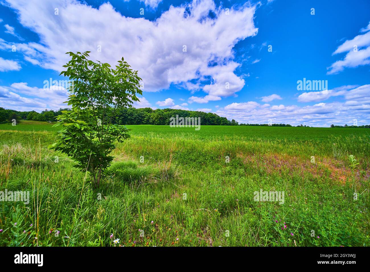 Landscape of open green field and farmland with lone tree and blue sky ...