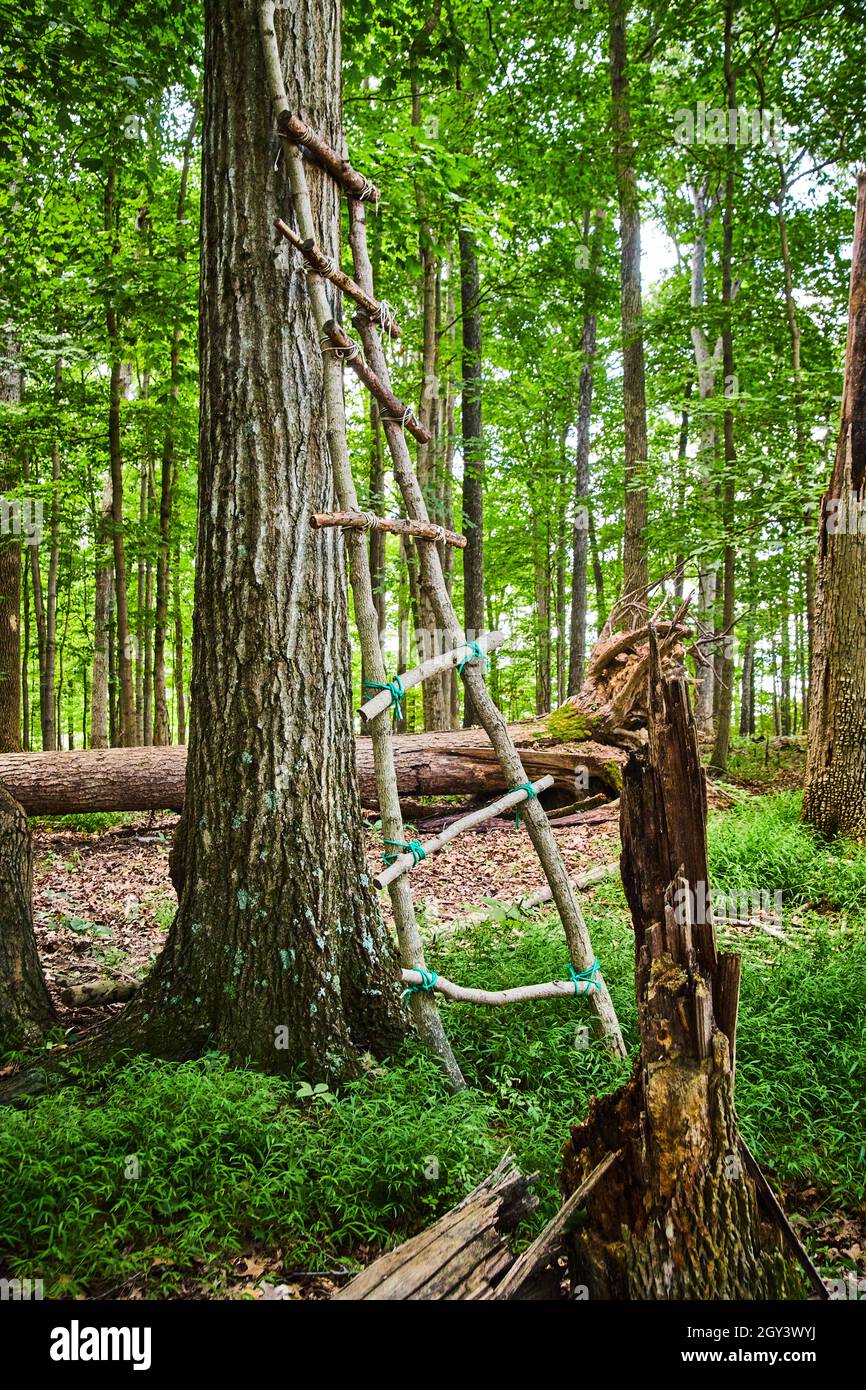 Hunters simple wood branch ladder for hunting in tree Stock Photo - Alamy