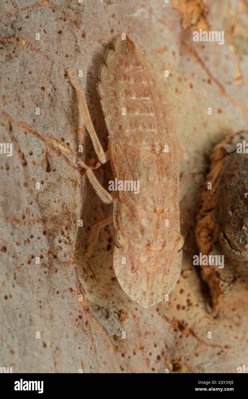Black flat head leafhopper nymph hi-res stock photography and images ...