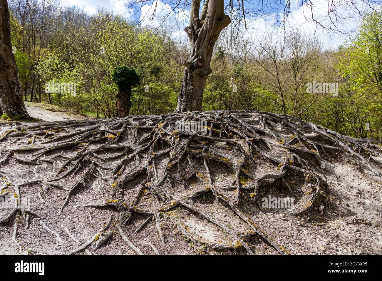 gnarly old tree in Briatain Stock Photo - Alamy