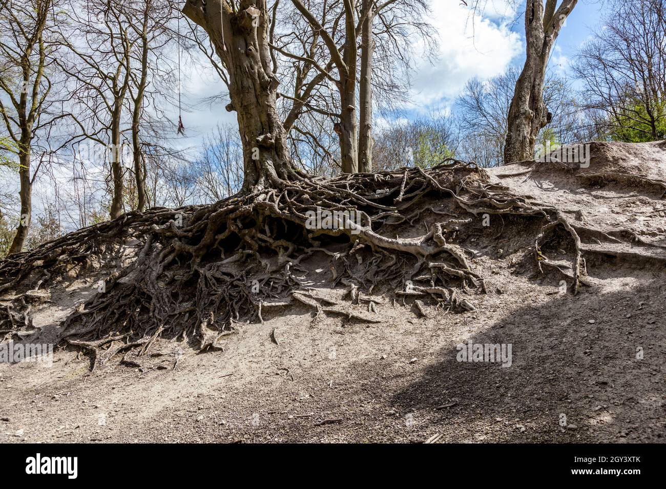 gnarly old tree in Briatain Stock Photo - Alamy