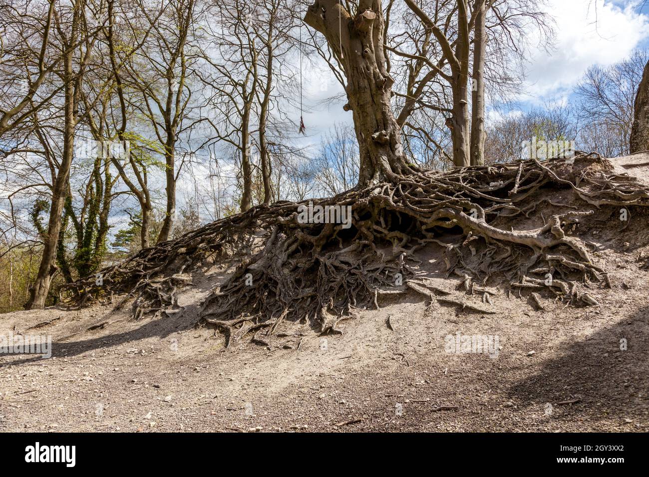 Gnarly old tree hi-res stock photography and images - Alamy