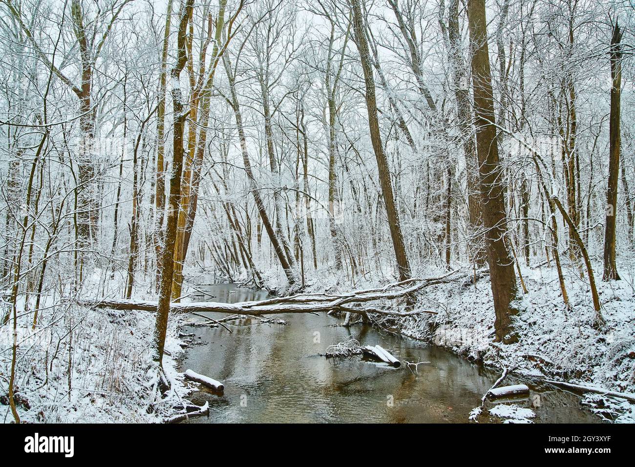 Branch in ice of river with snow in forest hi-res stock photography and ...