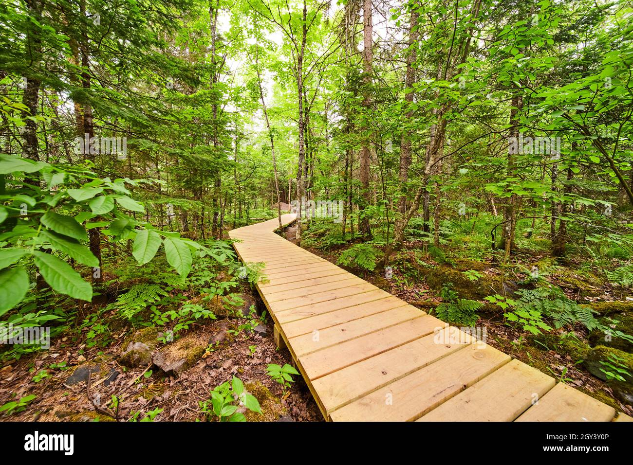 Boardwalk wood planks through the woods Stock Photo - Alamy