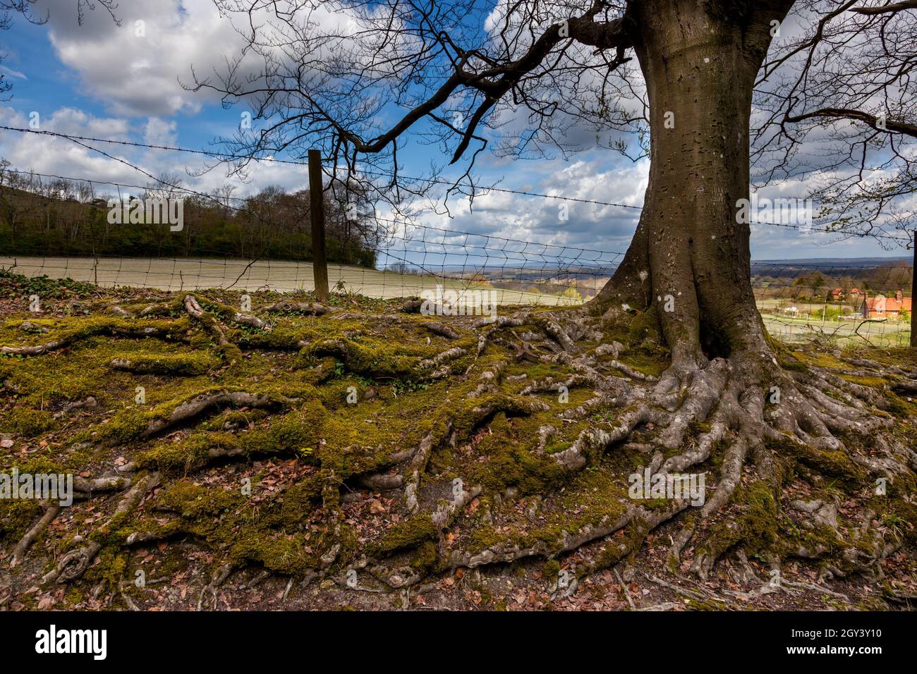 Big gnarly tree hi-res stock photography and images - Alamy