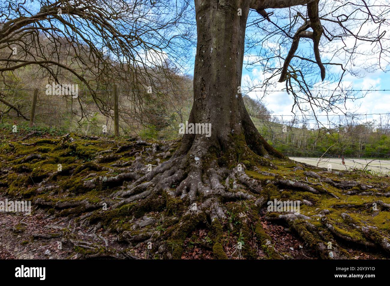 gnarly old tree in Briatain Stock Photo - Alamy