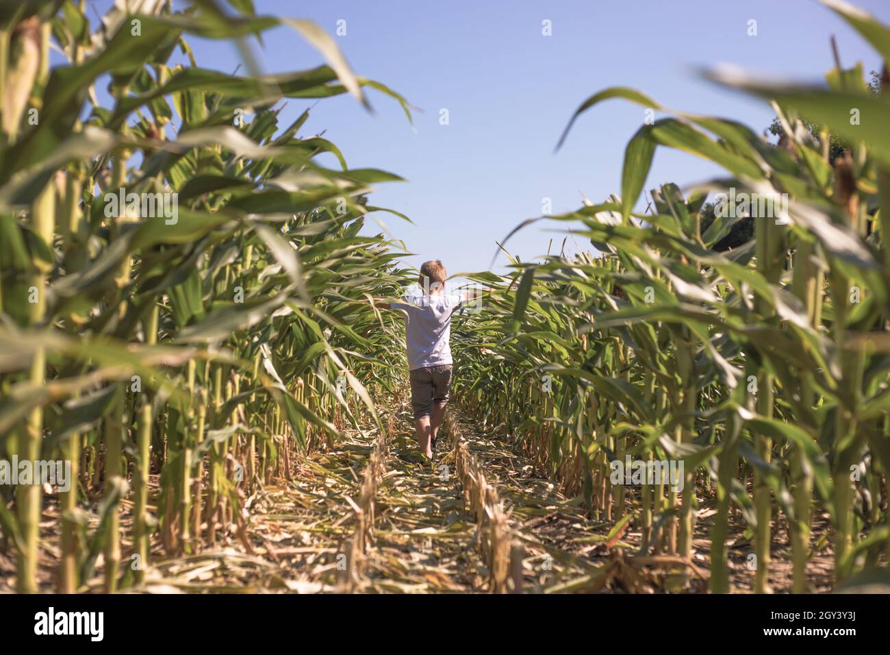 Beauty kid boy on summer corn field over blue clear sky. Happy young ...