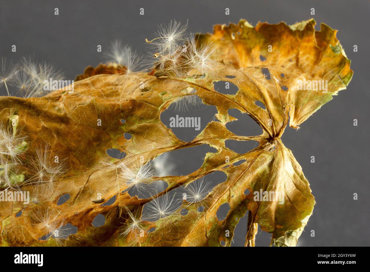 Maple tree seeds flying hi-res stock photography and images - Alamy