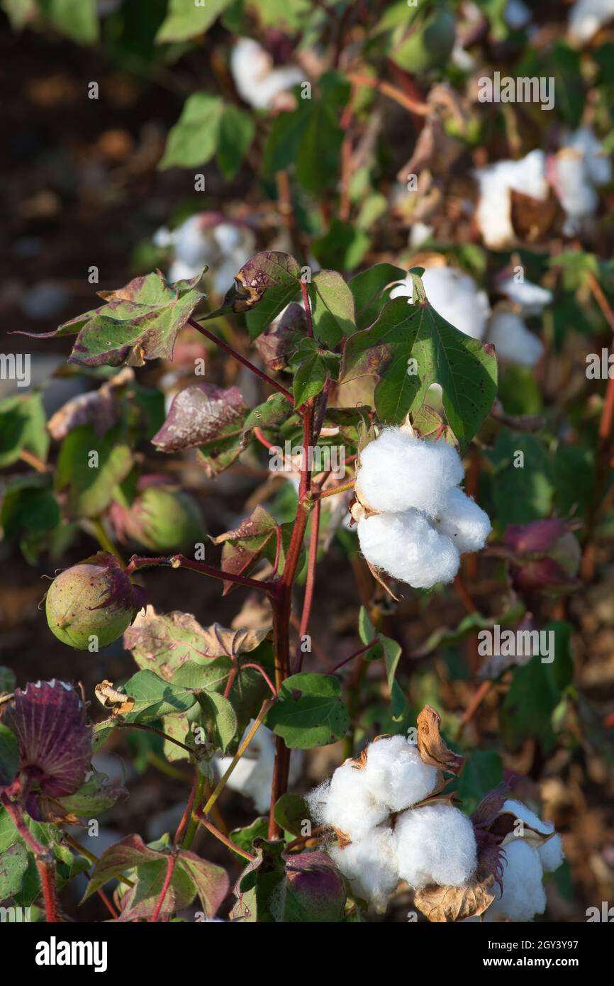 cotton plant, ripe cotton plant ready for harvest. organic white cotton ...