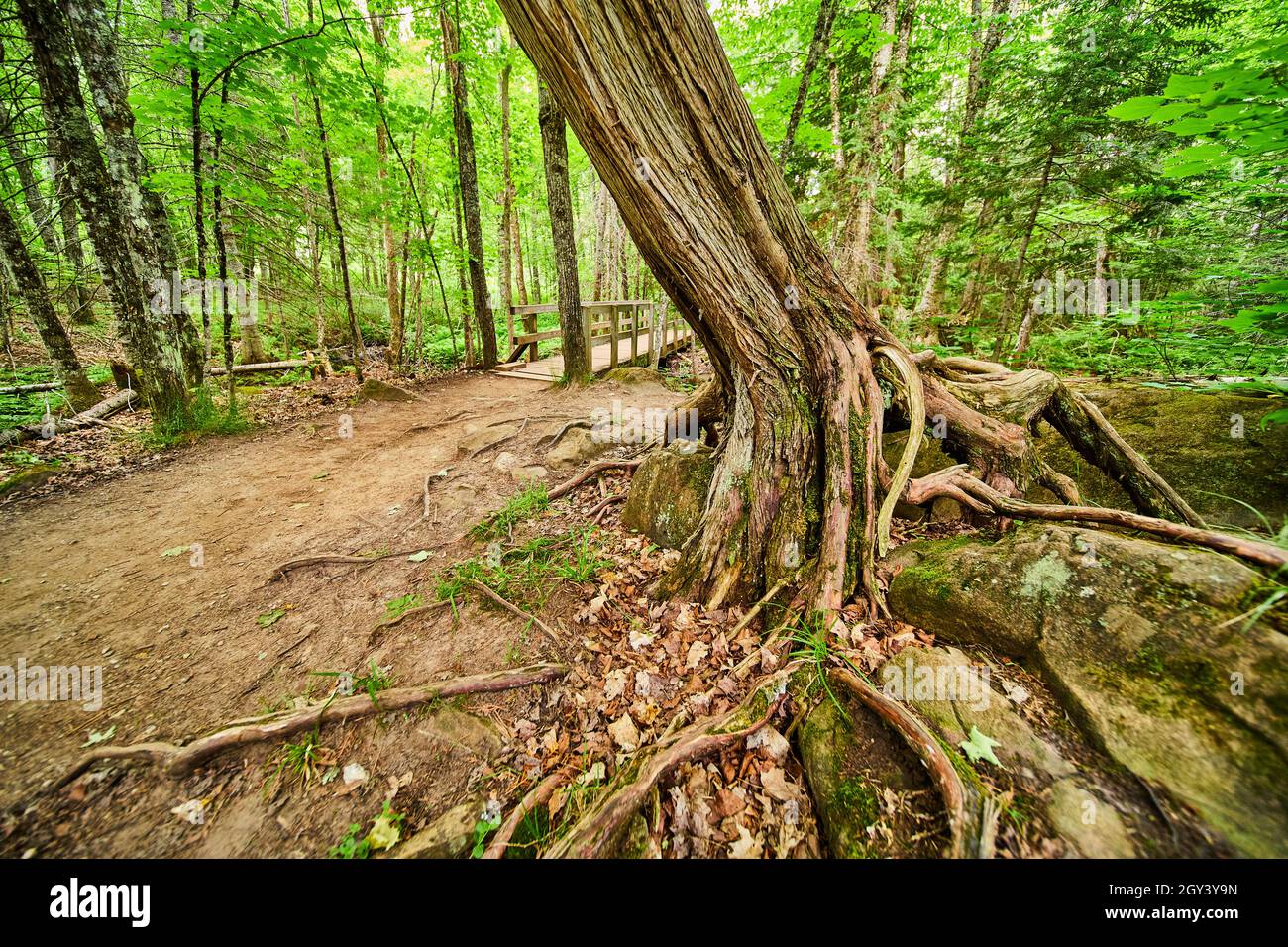 Dirt trail and walking bridge next to old wood tree growing on lichen ...
