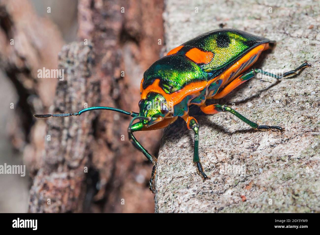 macro photo of a Green and orange bug Stock Photo - Alamy