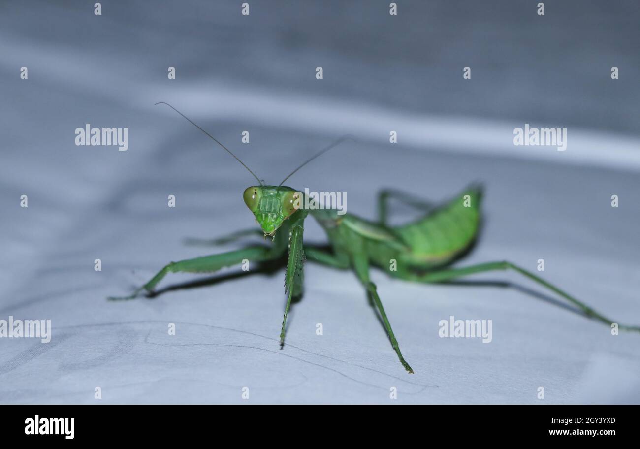photo of a giant, green, african bush praying mantis standing Stock ...