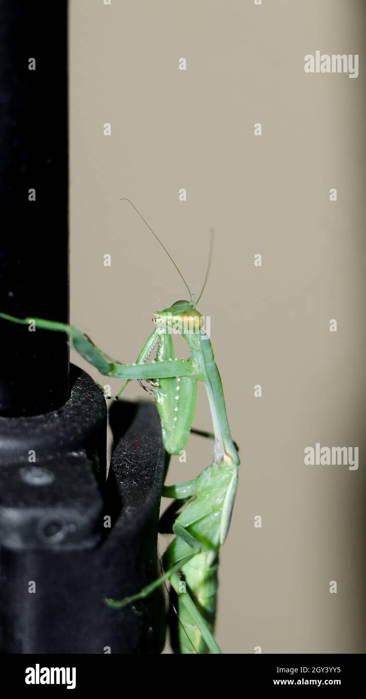 African mantis giant african mantis hi-res stock photography and images ...