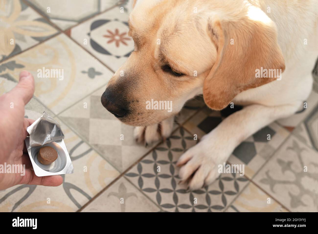 Giving medication to dog hi-res stock photography and images - Alamy