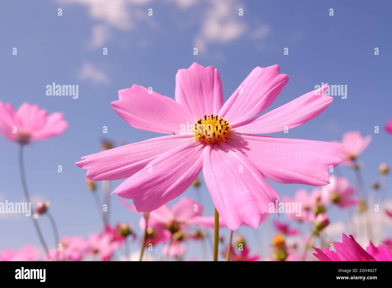 Pink Cosmos on a clear day Stock Photo - Alamy