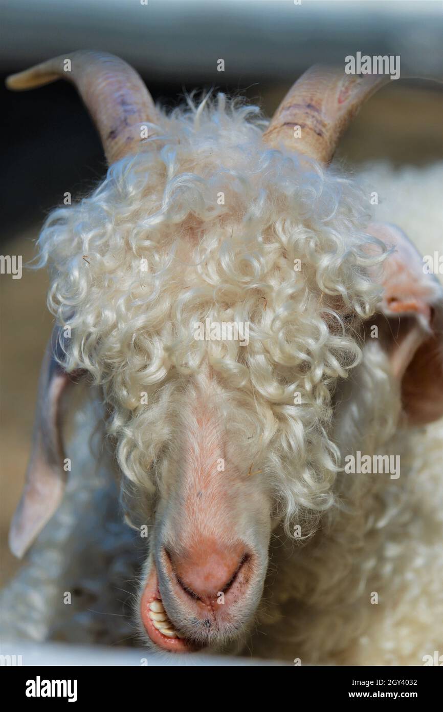 Laugh sheep hi-res stock photography and images - Alamy