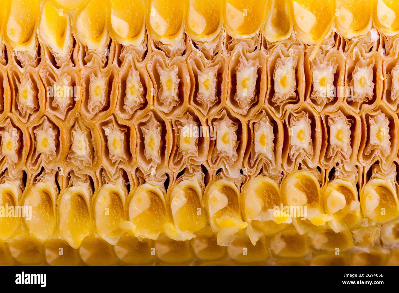 cut through corn cob Stock Photo - Alamy