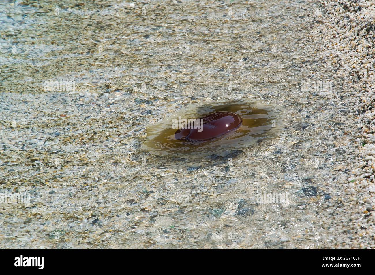 The Mediterranean jellyfish , Greece Stock Photo - Alamy The Mediterranean jellyfish , Greece Stock Photo - Alamy