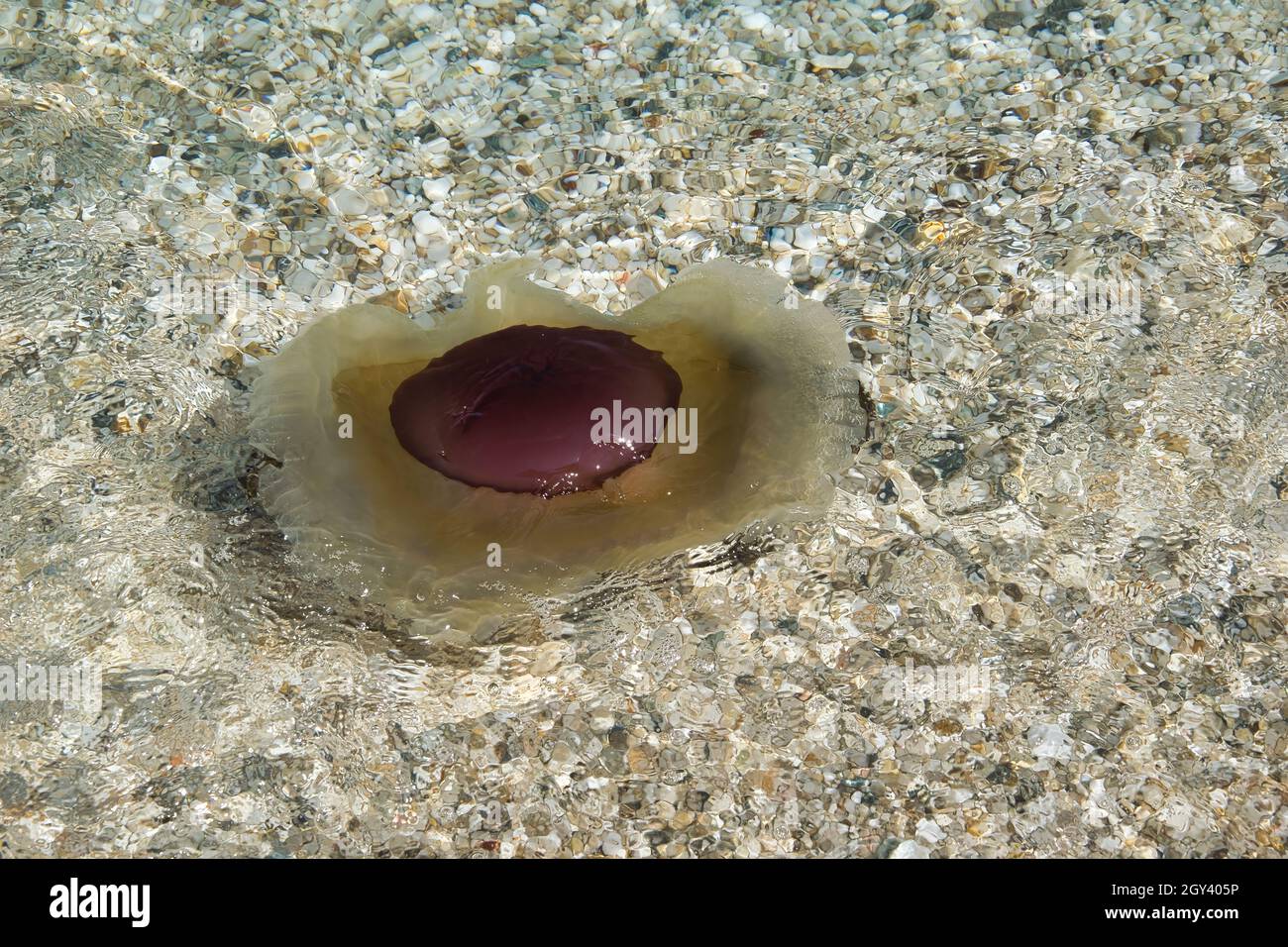 The Mediterranean jellyfish , Greece Stock Photo - Alamy
