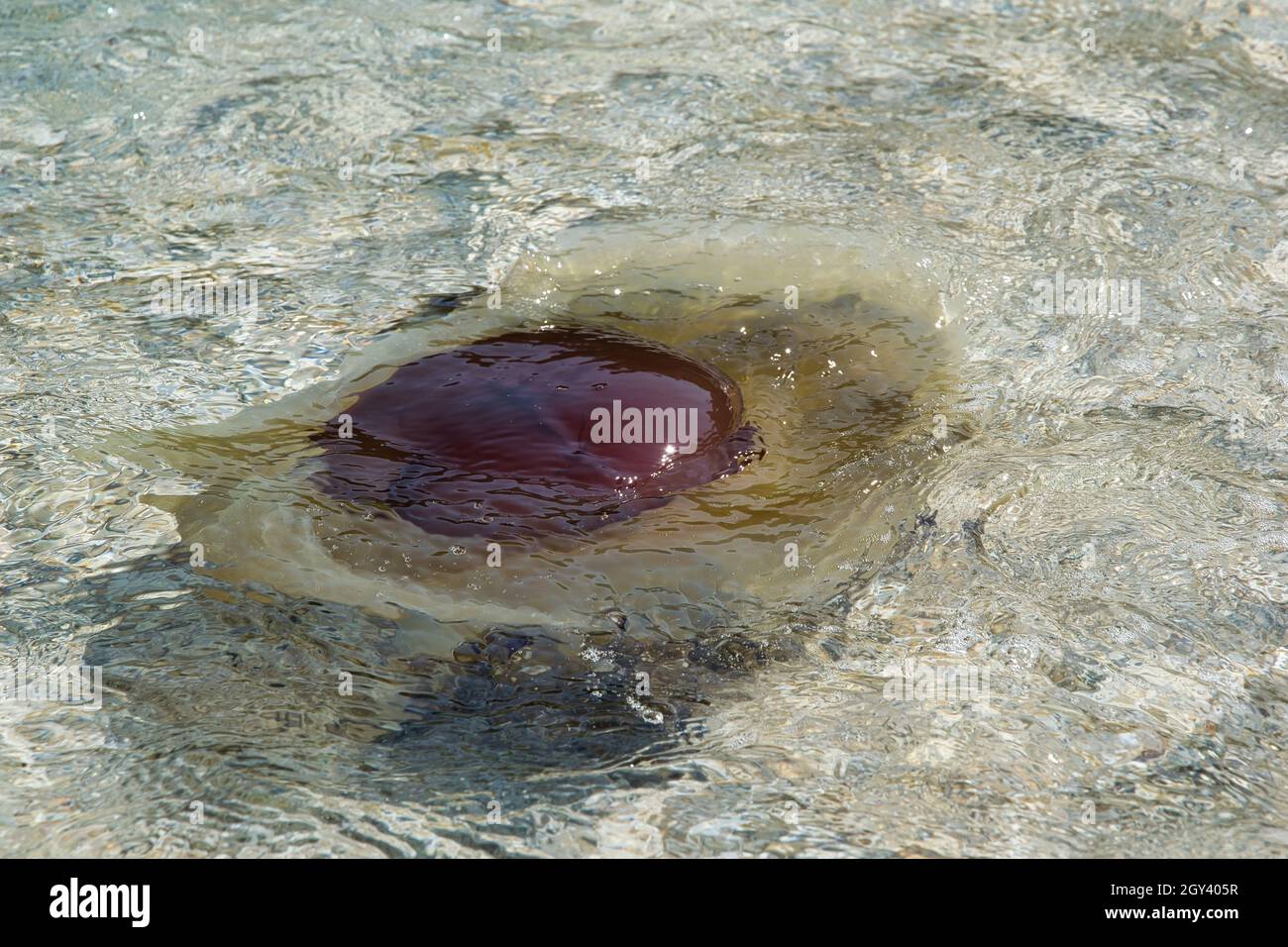 The Mediterranean jellyfish , Greece Stock Photo - Alamy The Mediterranean jellyfish , Greece Stock Photo - Alamy