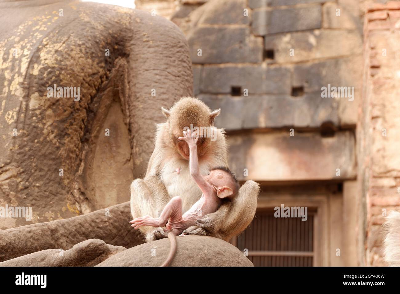 The eyes of the little monkey,The monkey soldiers of Rama, Monkey and ...