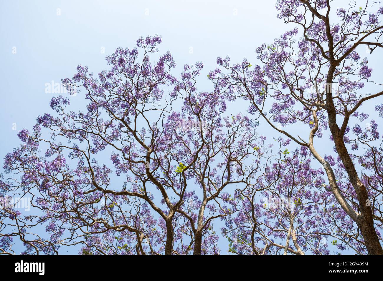 beautiful jacaranda tree in Australia Stock Photo - Alamy