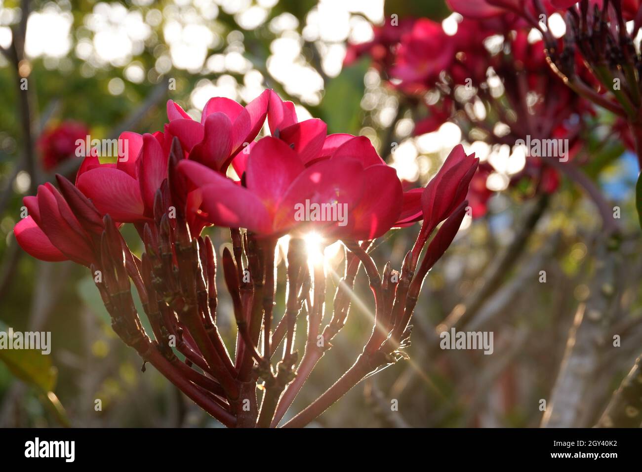 Red frangipani flowers and the evening sun, sunset, Flowers and sun ...