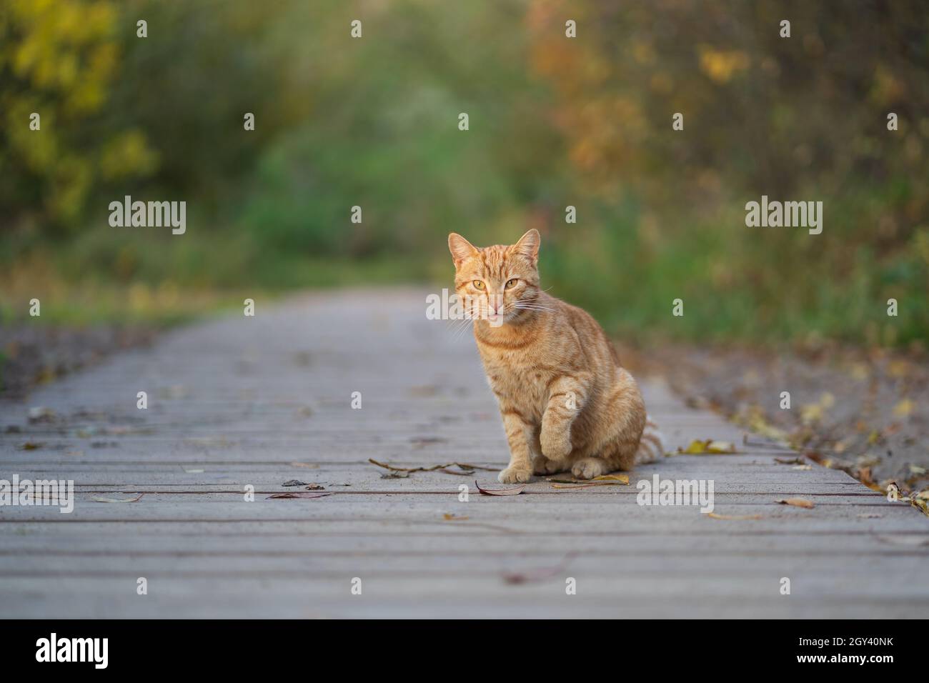 Cute curious ginger homeless cat with raised paw sitting on wooden path ...