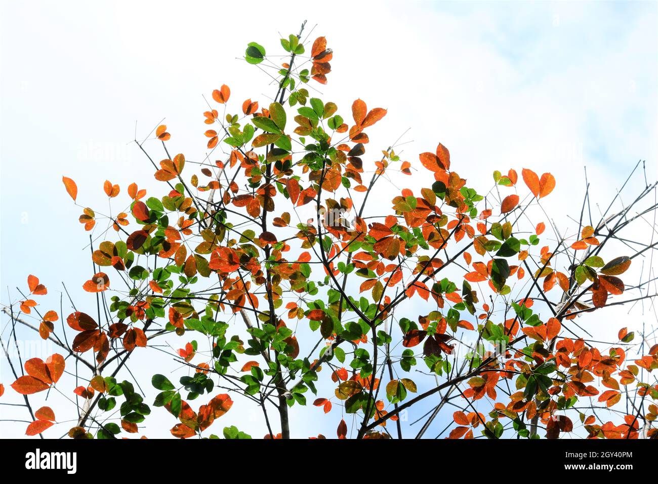 The colorful leaves of the changing seasons Stock Photo - Alamy