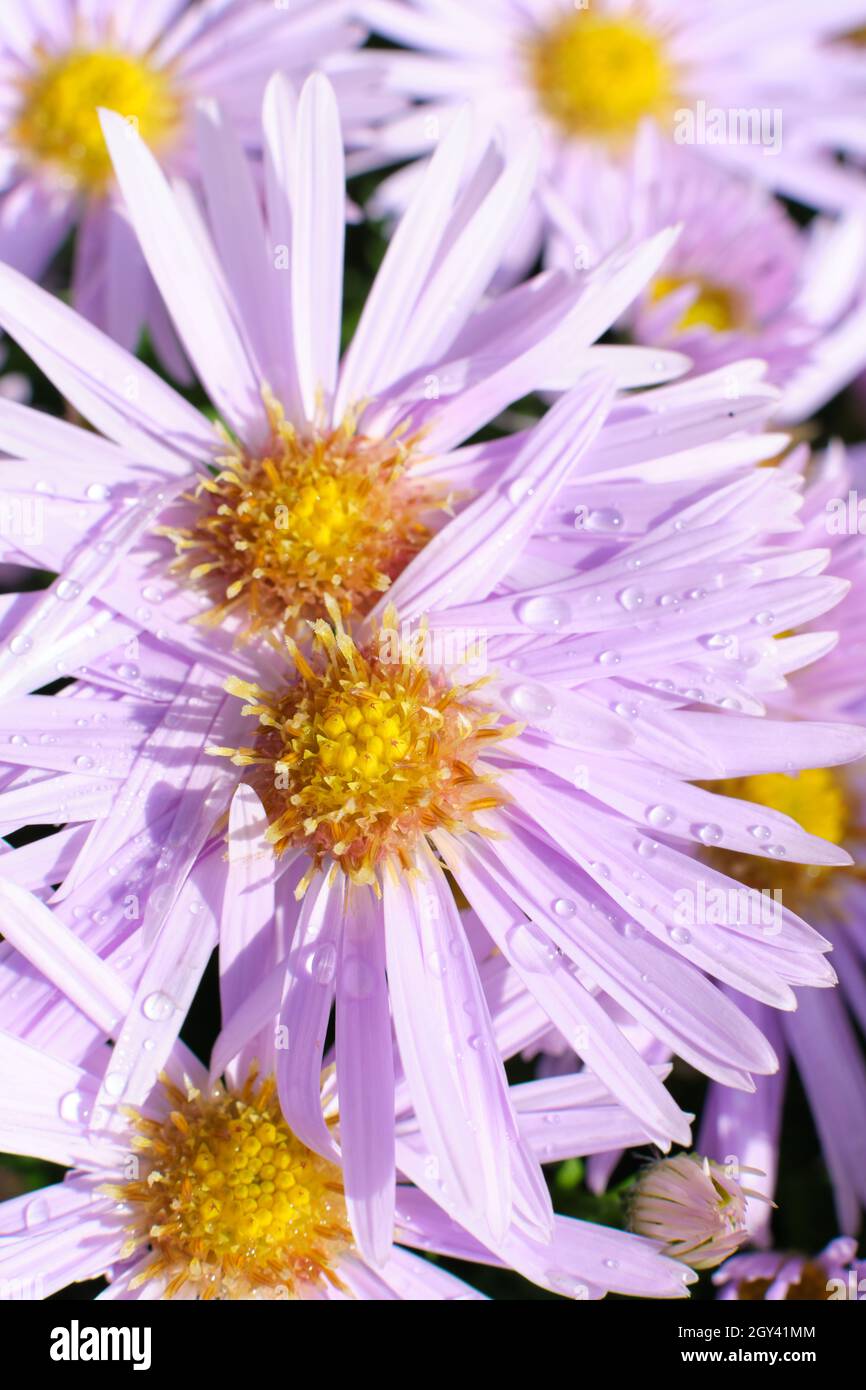Vertical macro shot of violet flowers with small water drops Stock ...