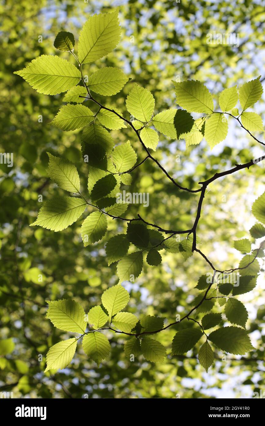 Beech leaves on branches hi-res stock photography and images - Alamy