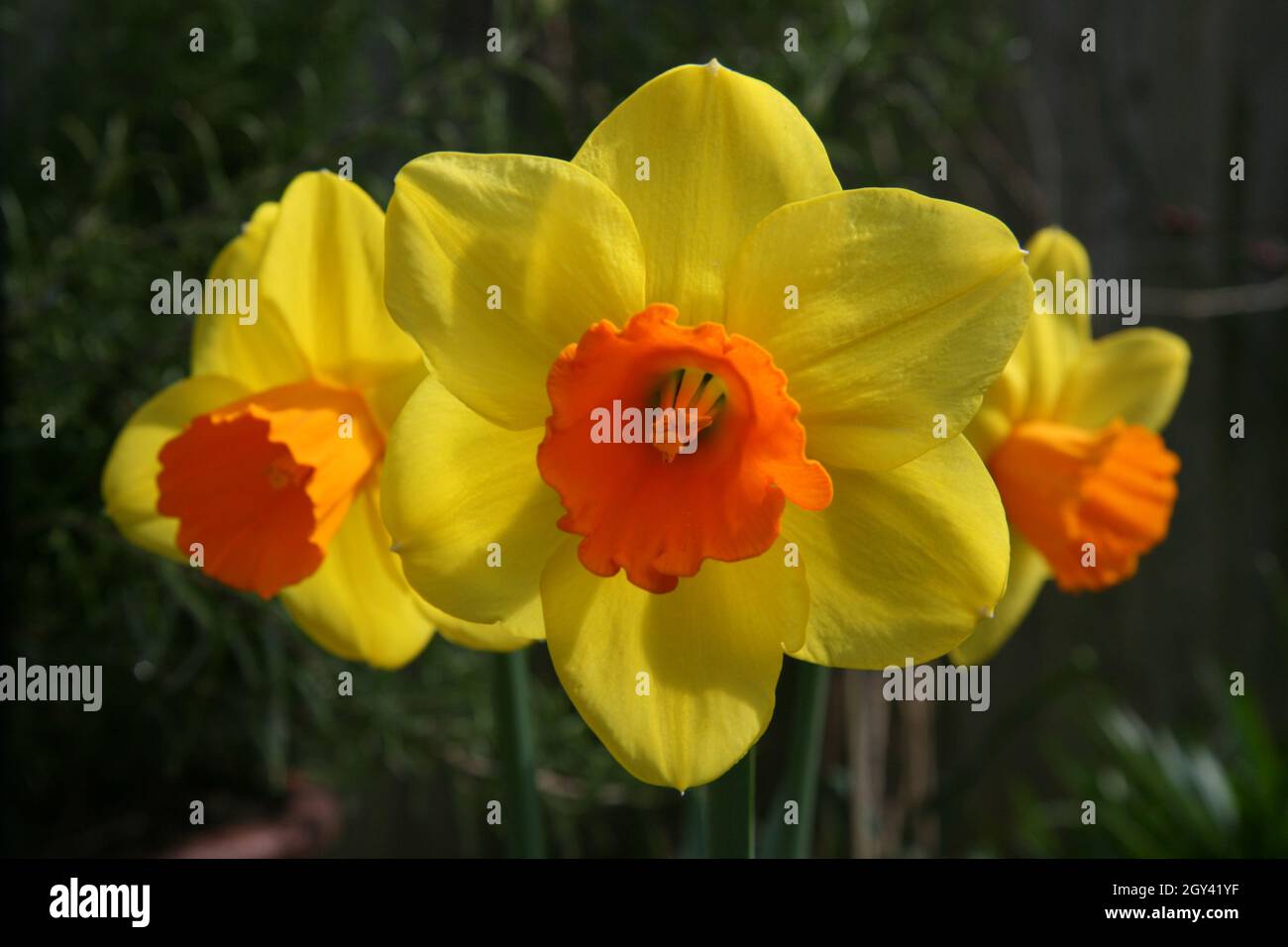 Narcissus cyclamineus jetfire hi-res stock photography and images - Alamy
