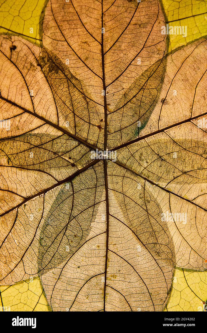 Symmetrical leaf pattern with detail of veins Stock Photo - Alamy