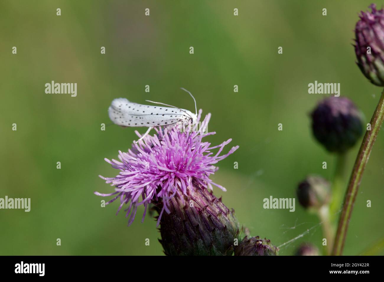 Bird-cherry ermine moth Stock Photo - Alamy