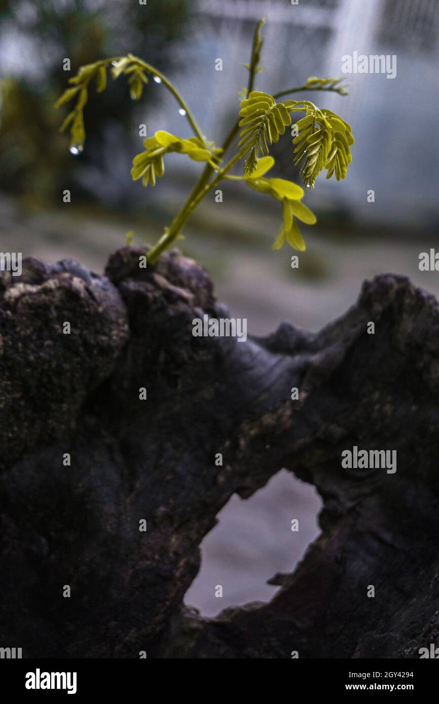 Selective of green sprouts growing in a log Stock Photo - Alamy