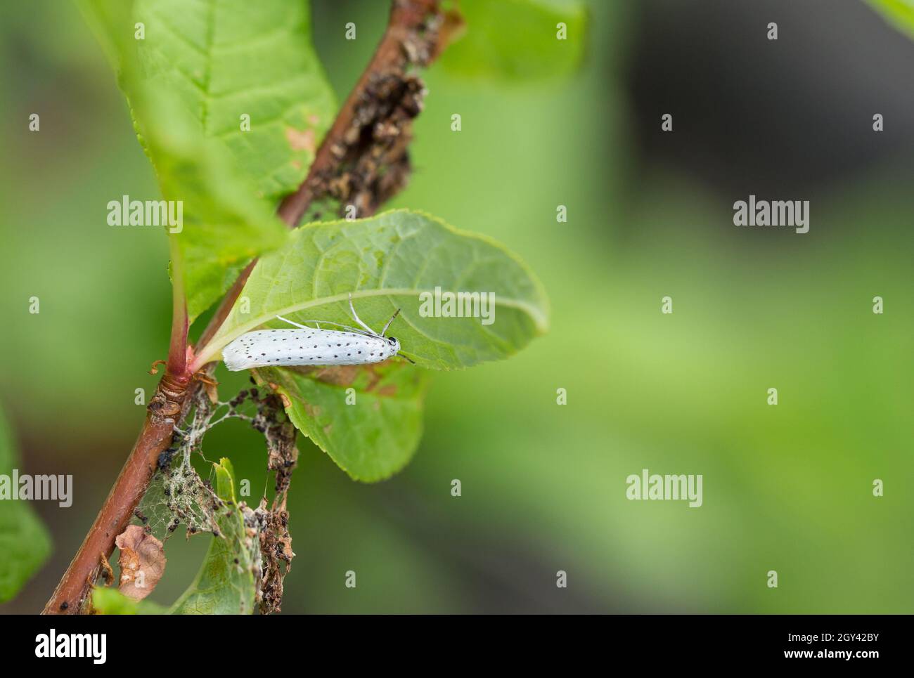 Bird-cherry ermine moth Stock Photo - Alamy