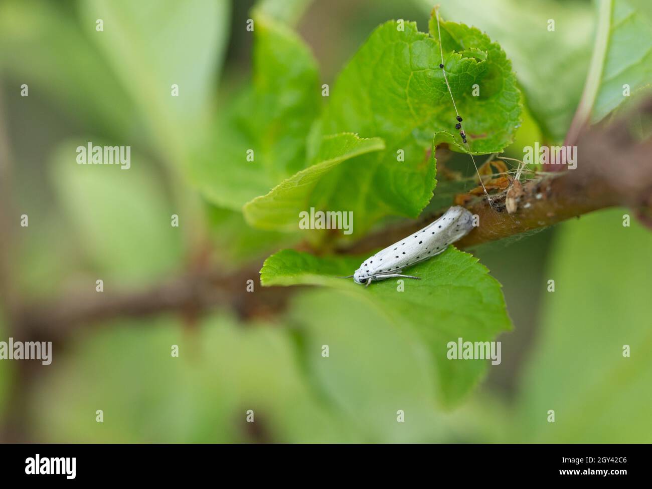 Bird-cherry ermine moth Stock Photo - Alamy