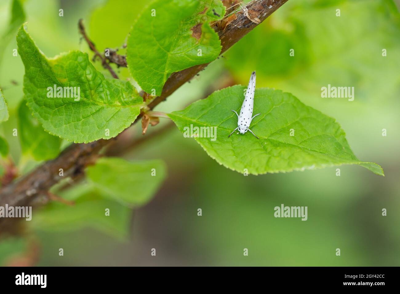 Bird-cherry ermine moth Stock Photo - Alamy