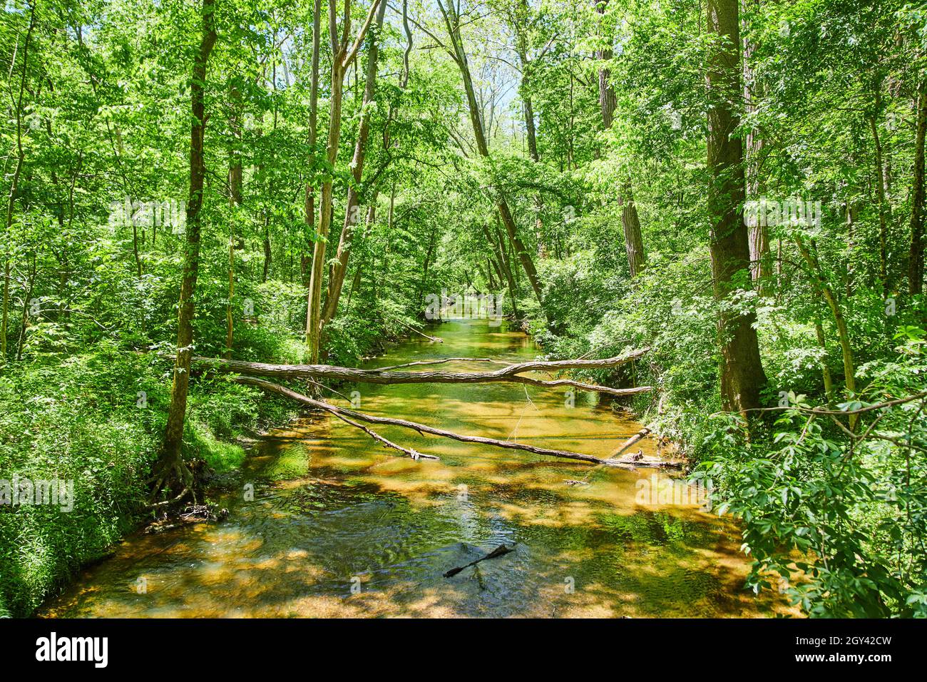 River in country with lush green forest and fallen tree over river ...