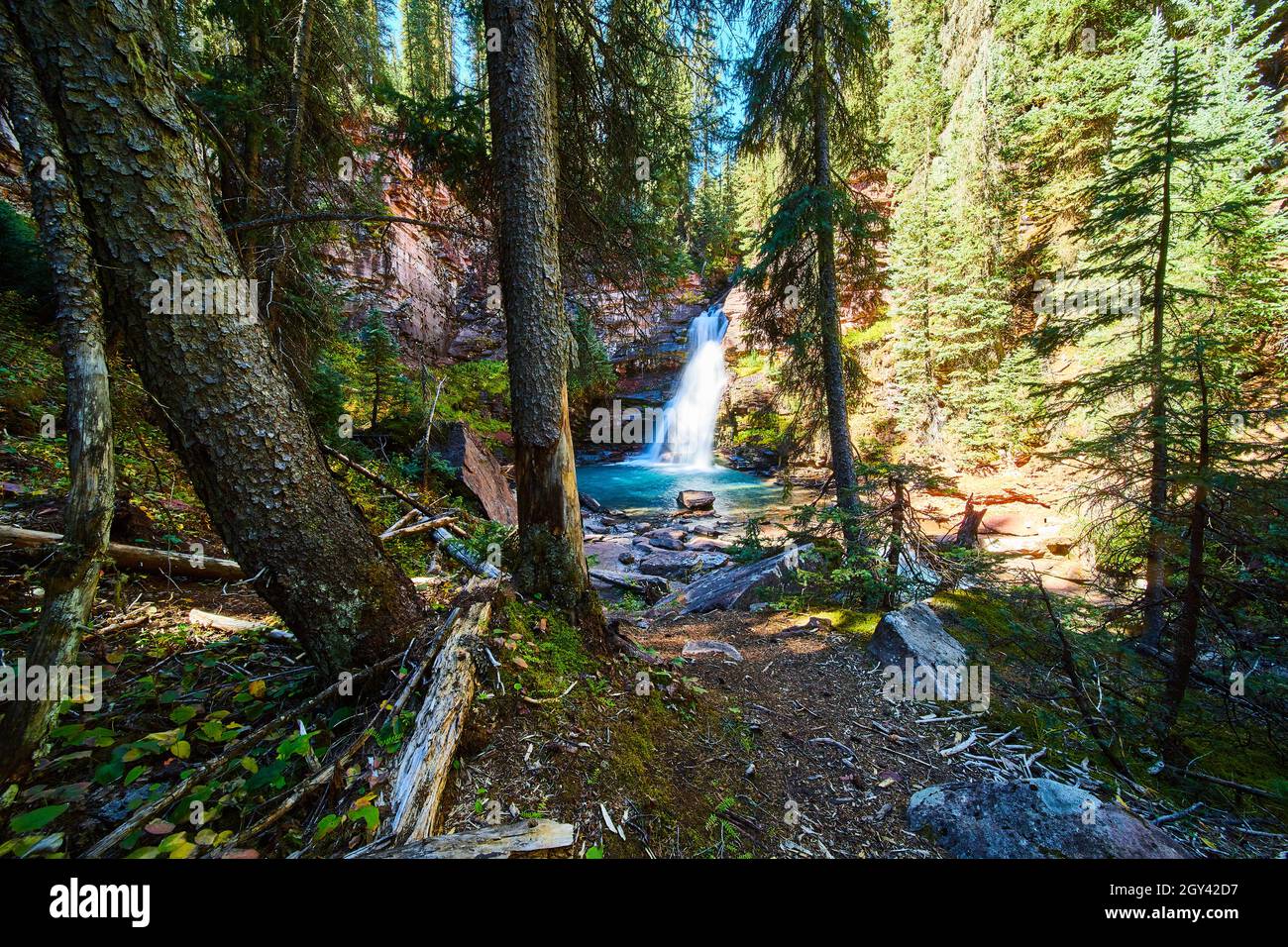 View right behind large pine trees with path leading to secret ...