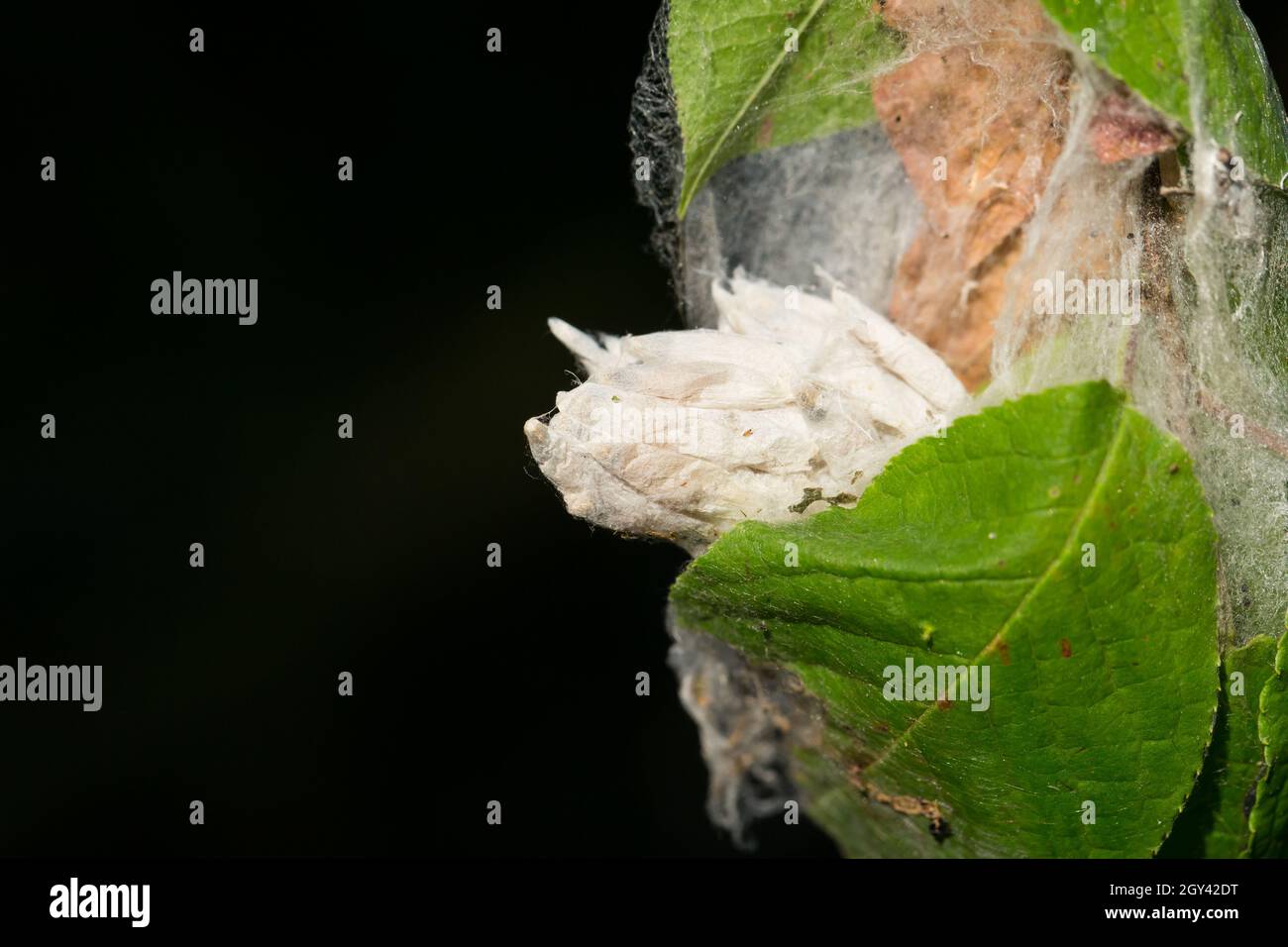 Bird-cherry ermine moth pupae Stock Photo - Alamy