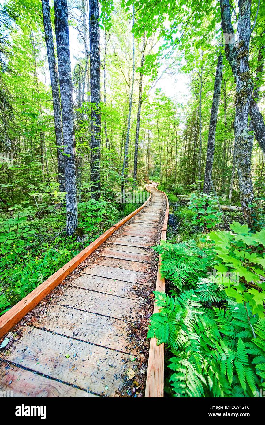Small hiking wood trail through the beautiful green forest Stock Photo ...